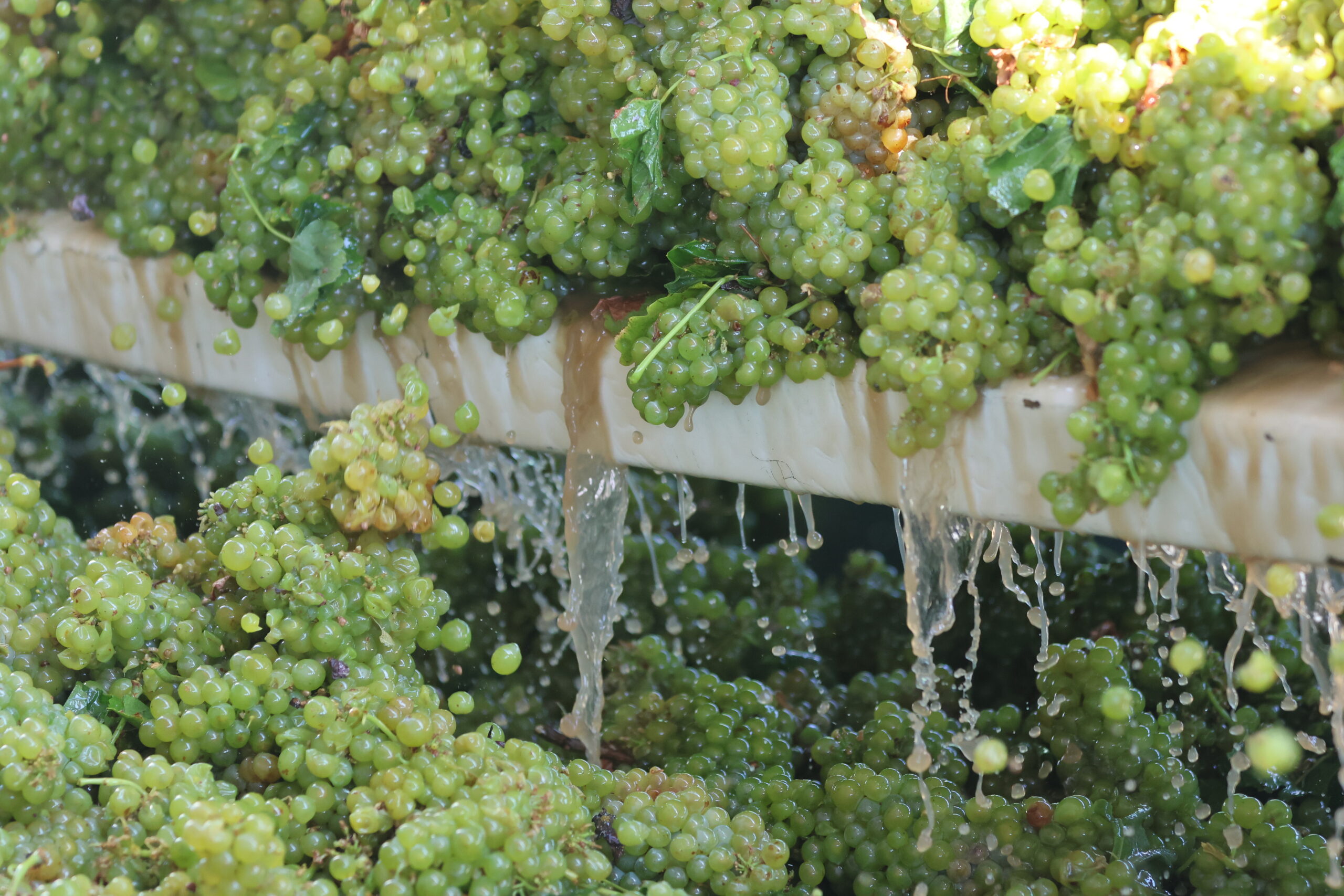 Juggernaut – A New Member Joins the Pack! - Bogle Family Vineyards